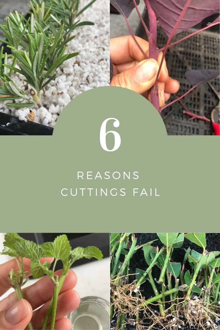 6 Reasons Cuttings Fail Everydaywits