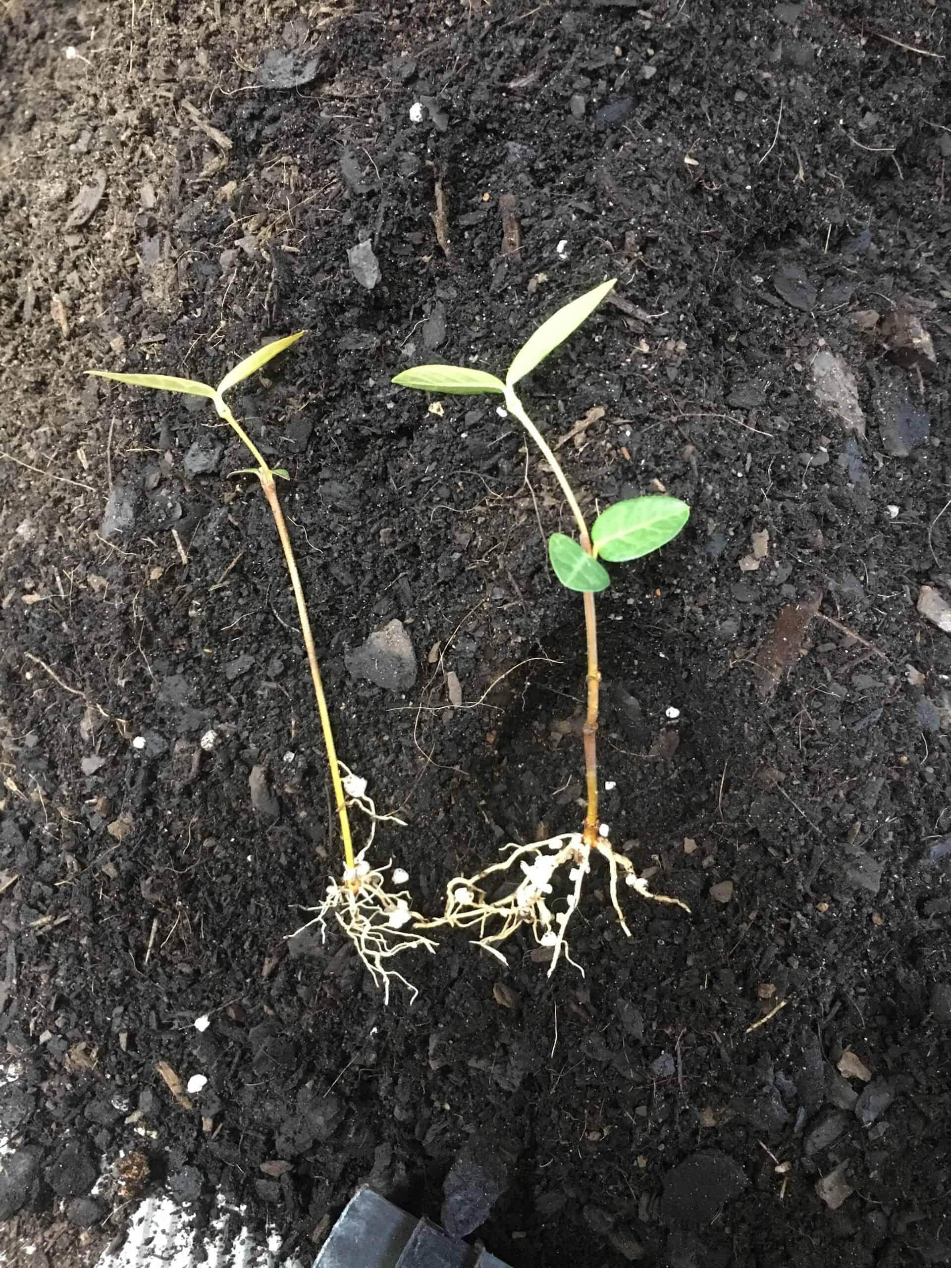 Propagating Star Jasmine (Trachelospermum) – Everydaywits